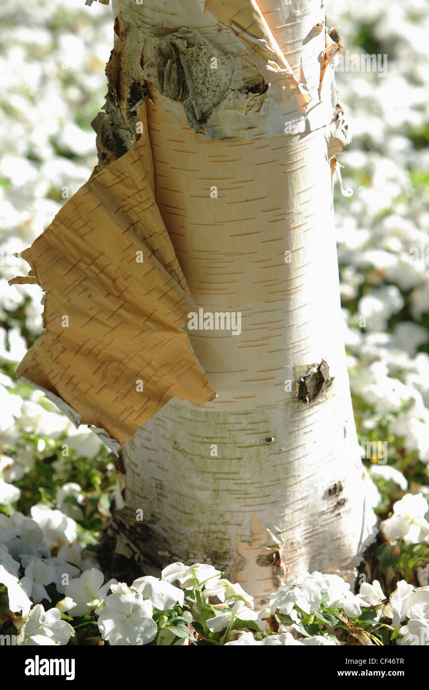 White Birch Bark High Resolution Stock Photography and Images - Alamy