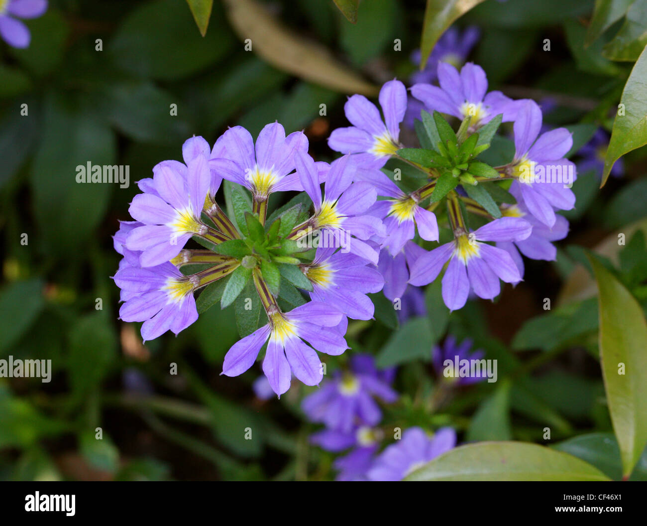 Fan Flowers or Purple Fanfare Flowers, Scaevola aemula, Goodeniaceae ...