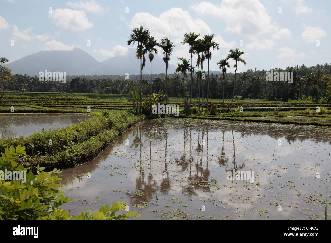 Rice fields, Bali, Indonesia Stock Photo - Alamy