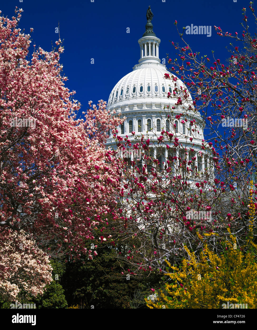 The Capitol Building in Spring, Washington DC, USA Stock Photo - Alamy
