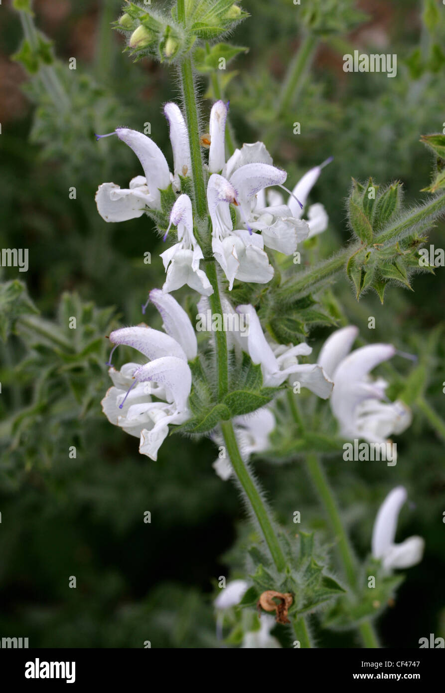 Silver Sage, Silver Salvia, Silver Clary, Salvia argentea, Lamiaceae ...