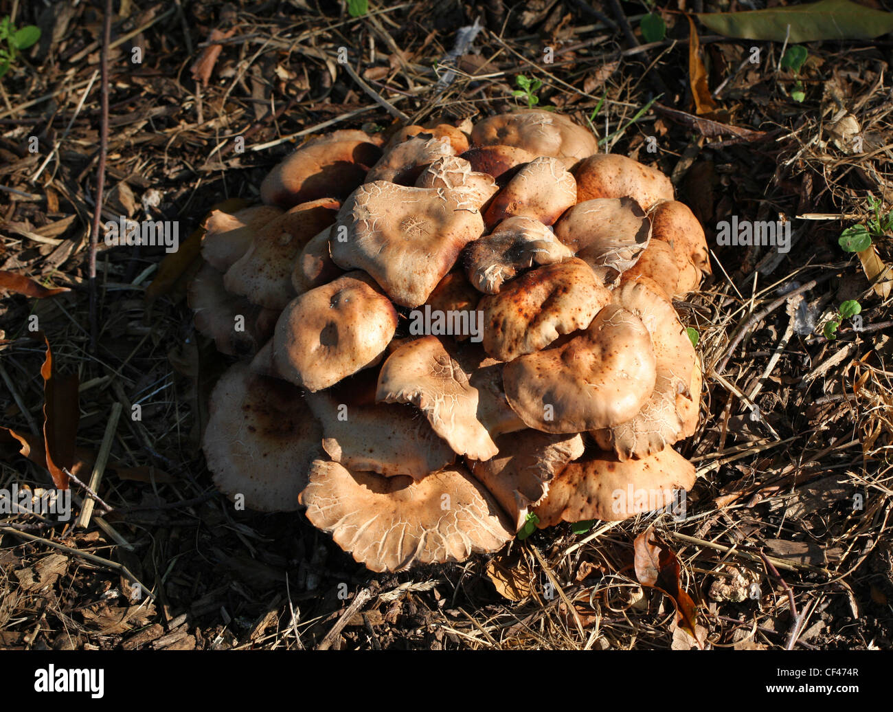 Spindle Toughshank or Spindleshank Fungus, Collybia fusipes ...