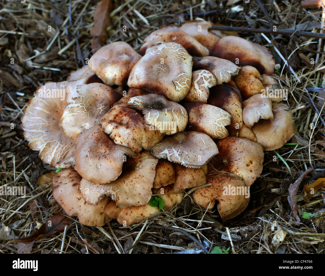 Spindle Toughshank or Spindleshank Fungus, Collybia fusipes ...