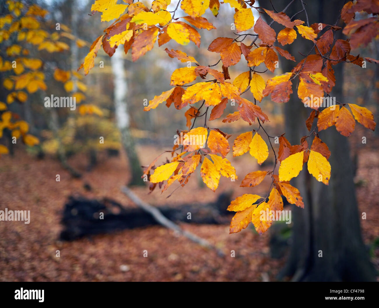 Epping forest autumn hi-res stock photography and images - Alamy