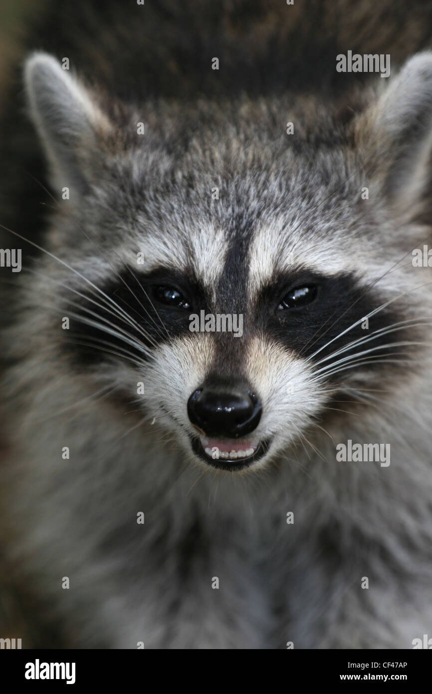 raccoon in garden ohio Stock Photo - Alamy