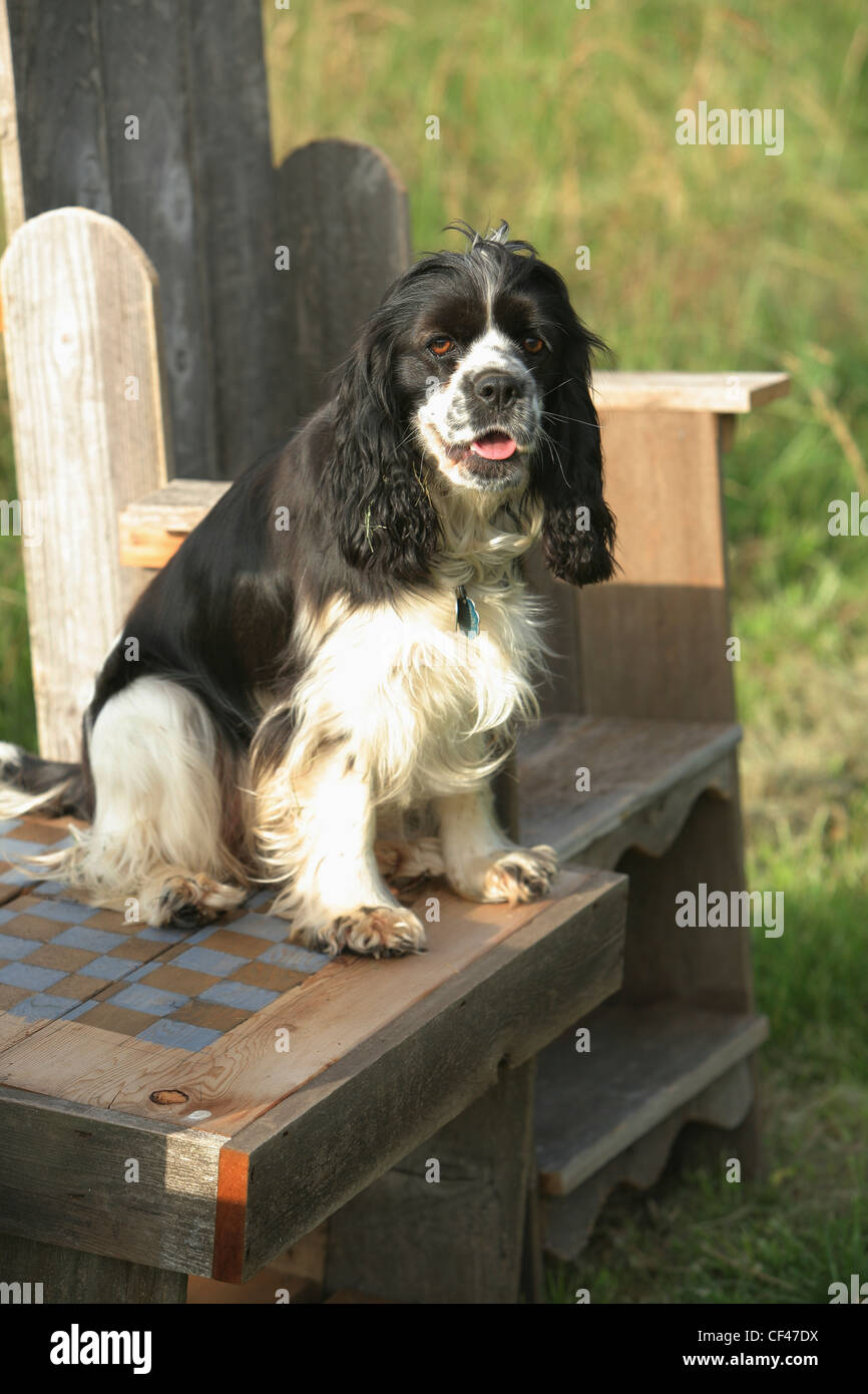 A Cocker Spaniel Sitting On A Bench; Troutdale Oregon United States Of ...