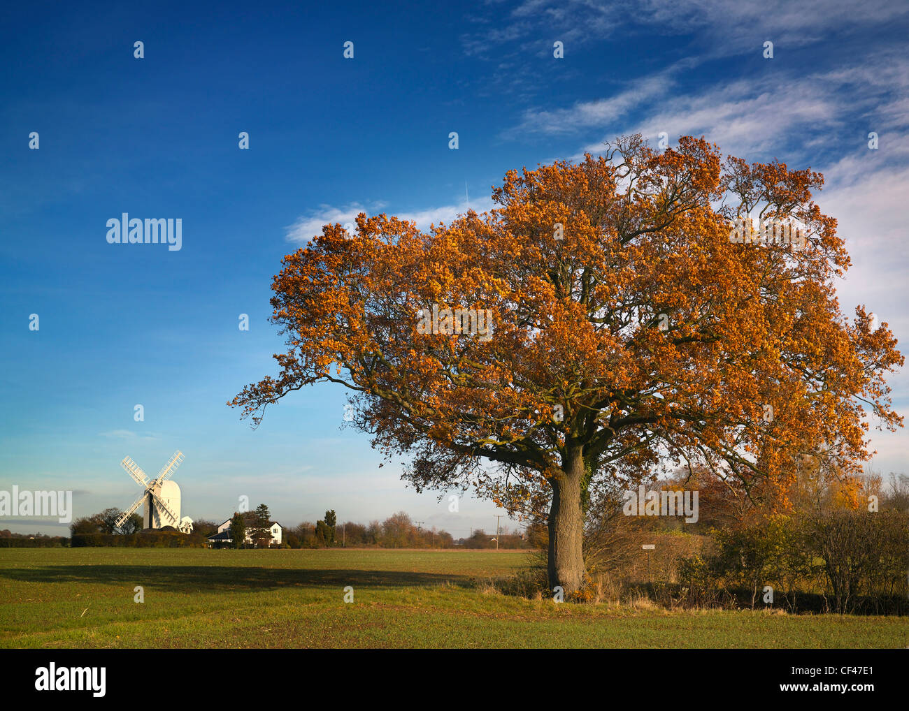 An autumn view of a tree and windmill outside Aythorpe Roding Stock ...
