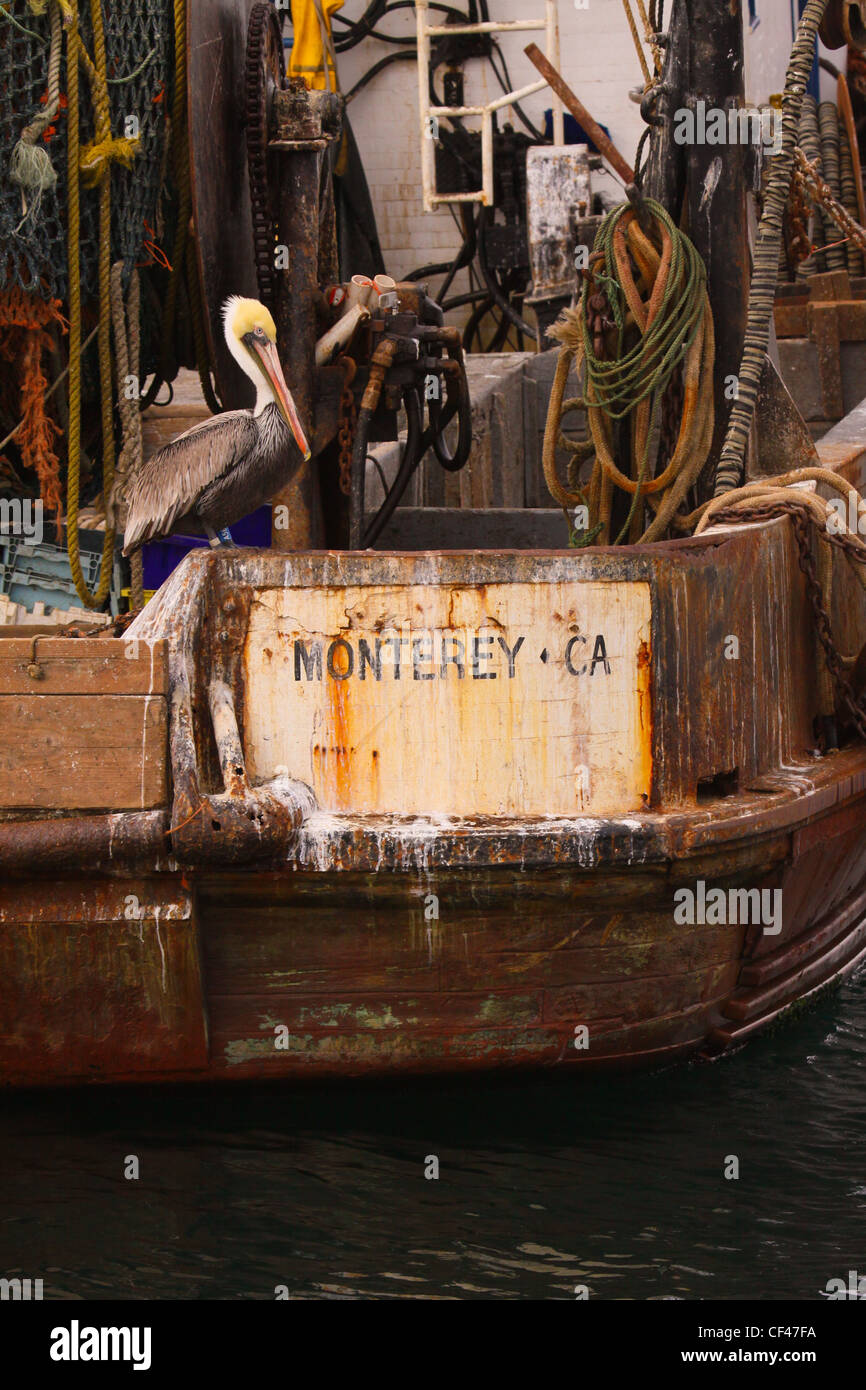 Monterey pelican boat still life hi-res stock photography and images ...