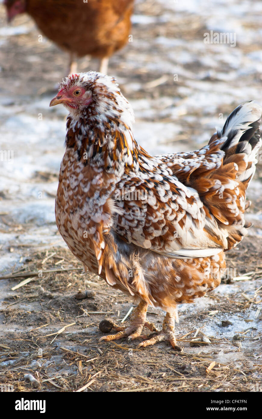 Image shows nature farm chicken searching for food, animal series Stock ...
