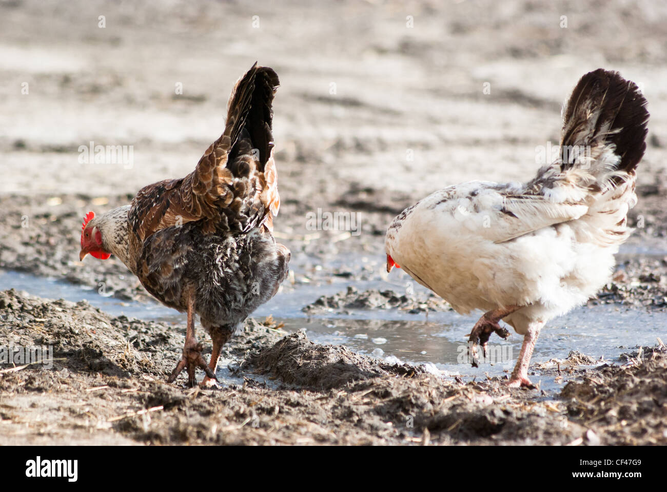 Image shows nature farm chicken searching for food, animal series Stock ...