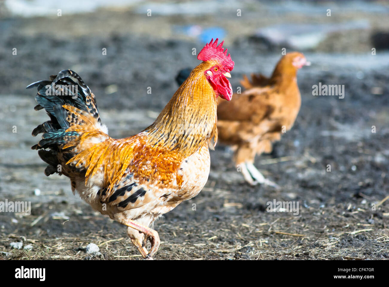 Image shows white hen searching hi-res stock photography and images - Alamy