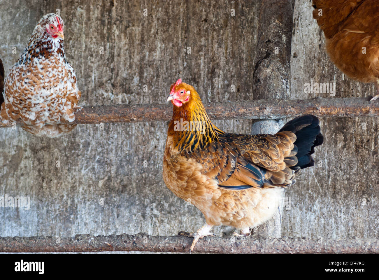 Image shows nature farm chicken searching for food, animal series Stock ...