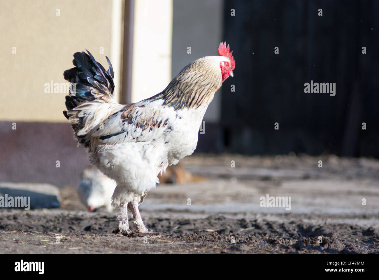 Image shows nature farm chicken searching for food, animal series Stock ...