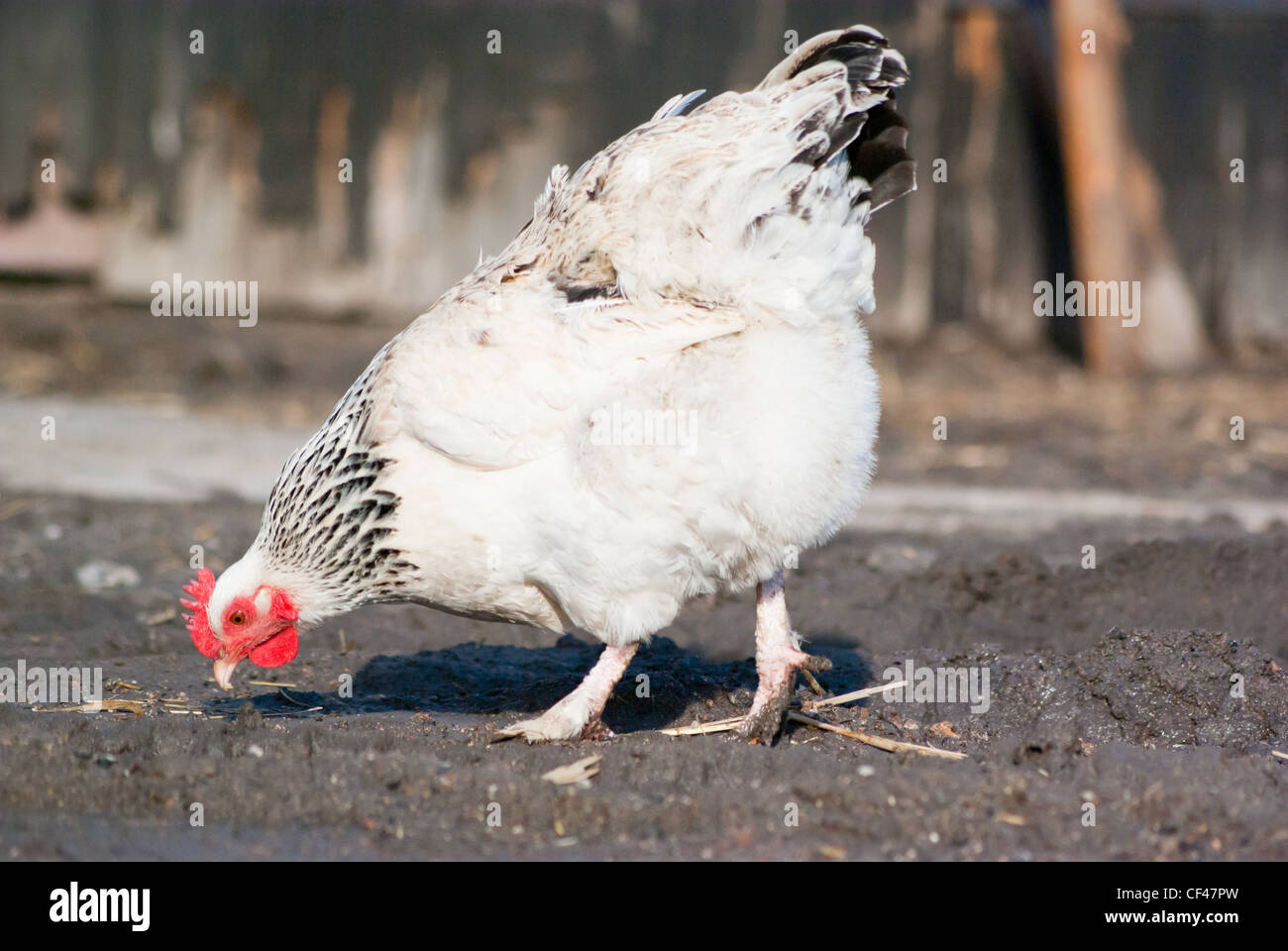 Image shows nature farm chicken searching for food, animal series Stock ...