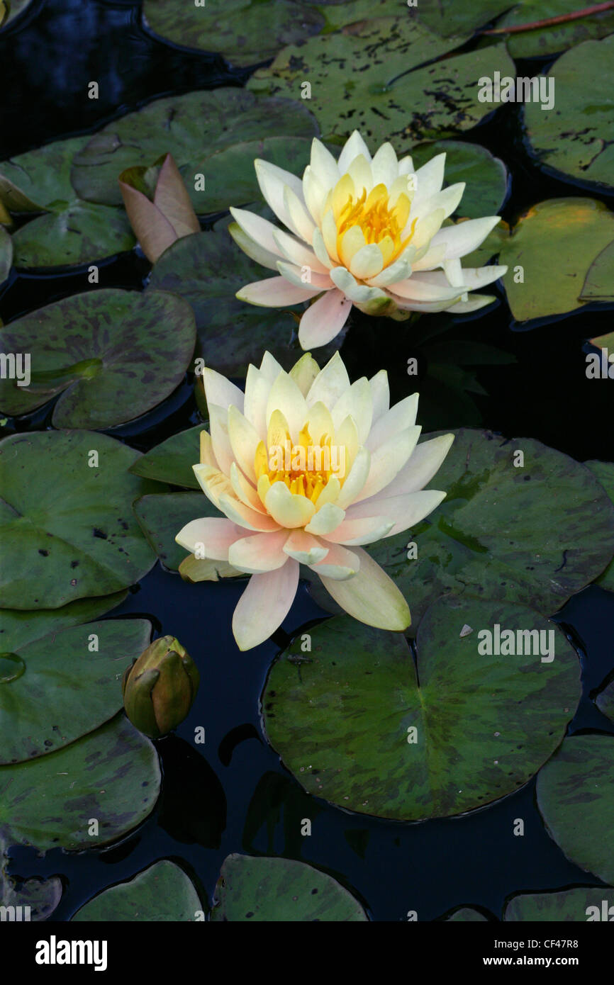 Innerlight Hardy Yellow Water Lily, Nymphaea "Inner Light ...
