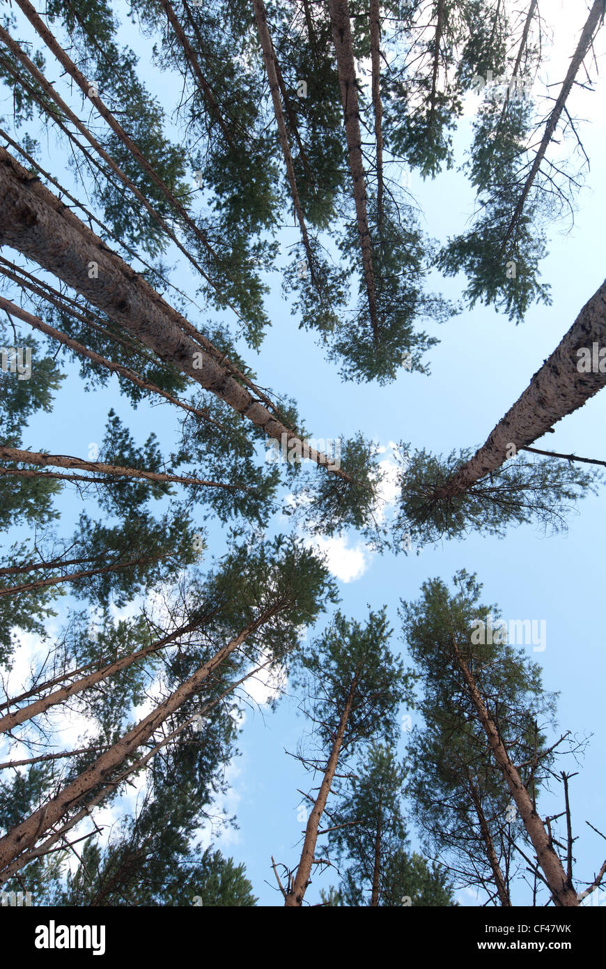 Pine trees and blue sky Stock Photo - Alamy