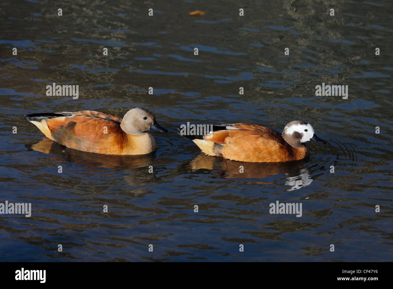 South African shelduck tadorna cana Stock Photo - Alamy