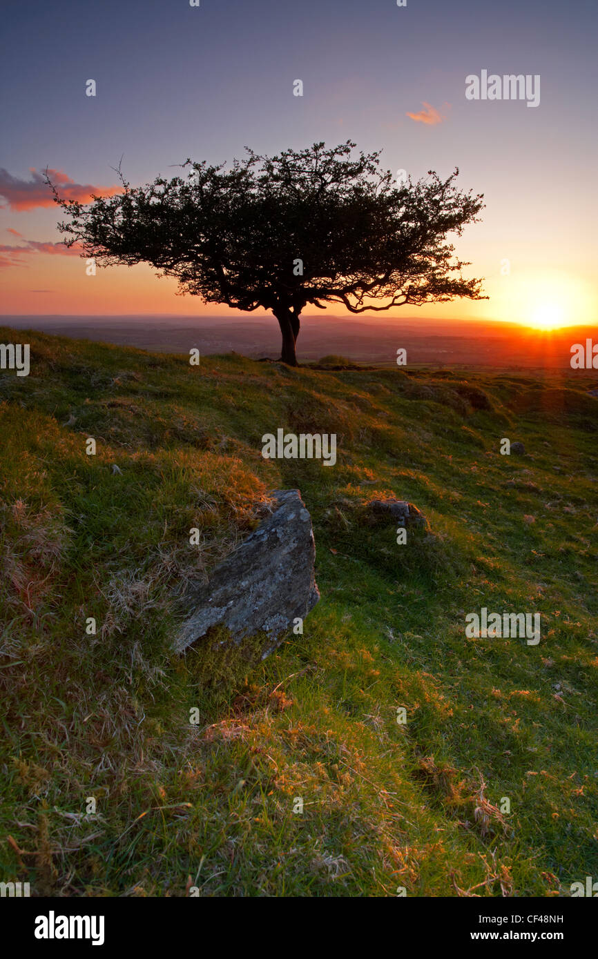 Dartmoor Lone Tree High Resolution Stock Photography and Images - Alamy