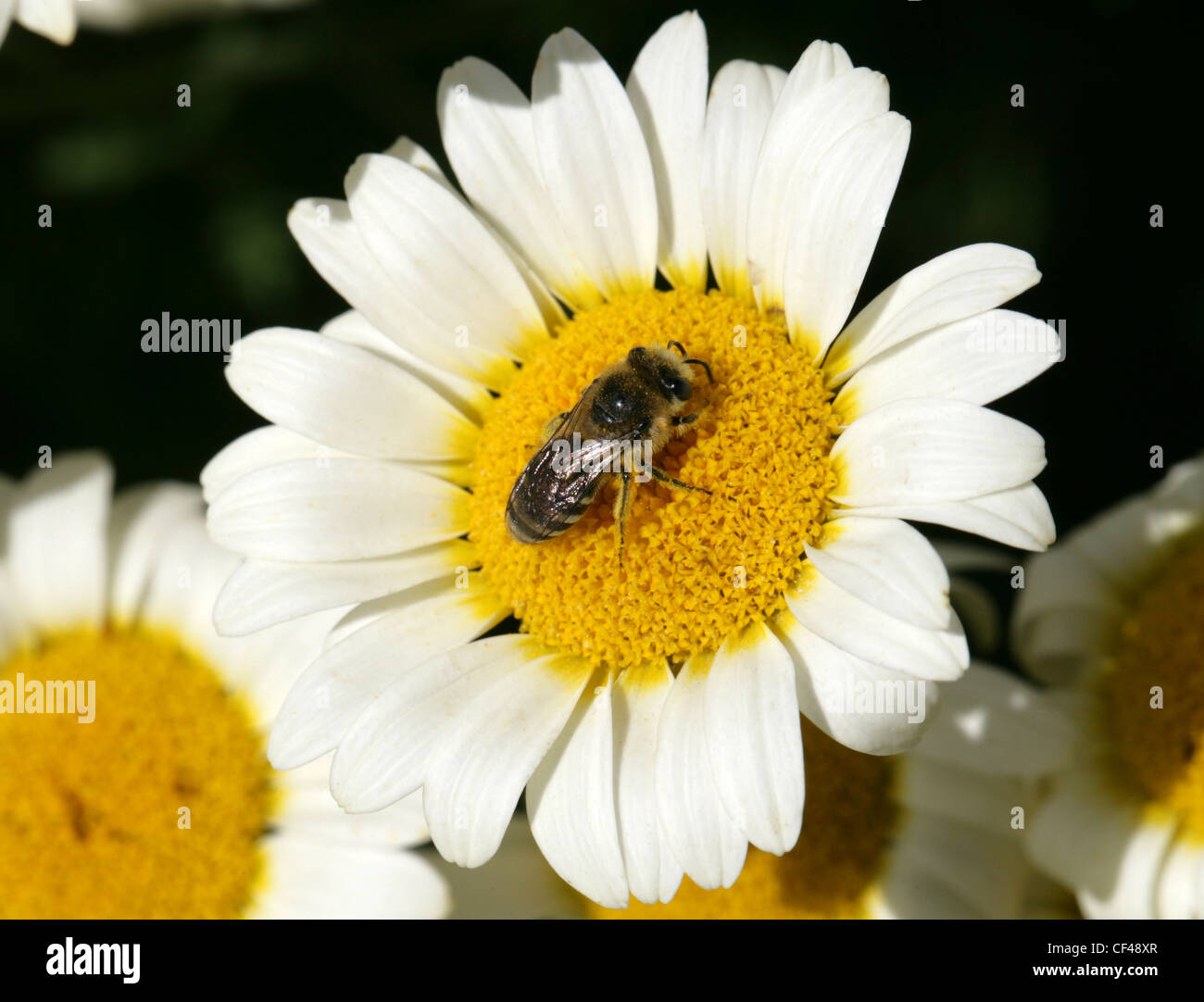Yellow-legged Mining Bee, Andrena flavipes, Andreninae, Andrenidae ...