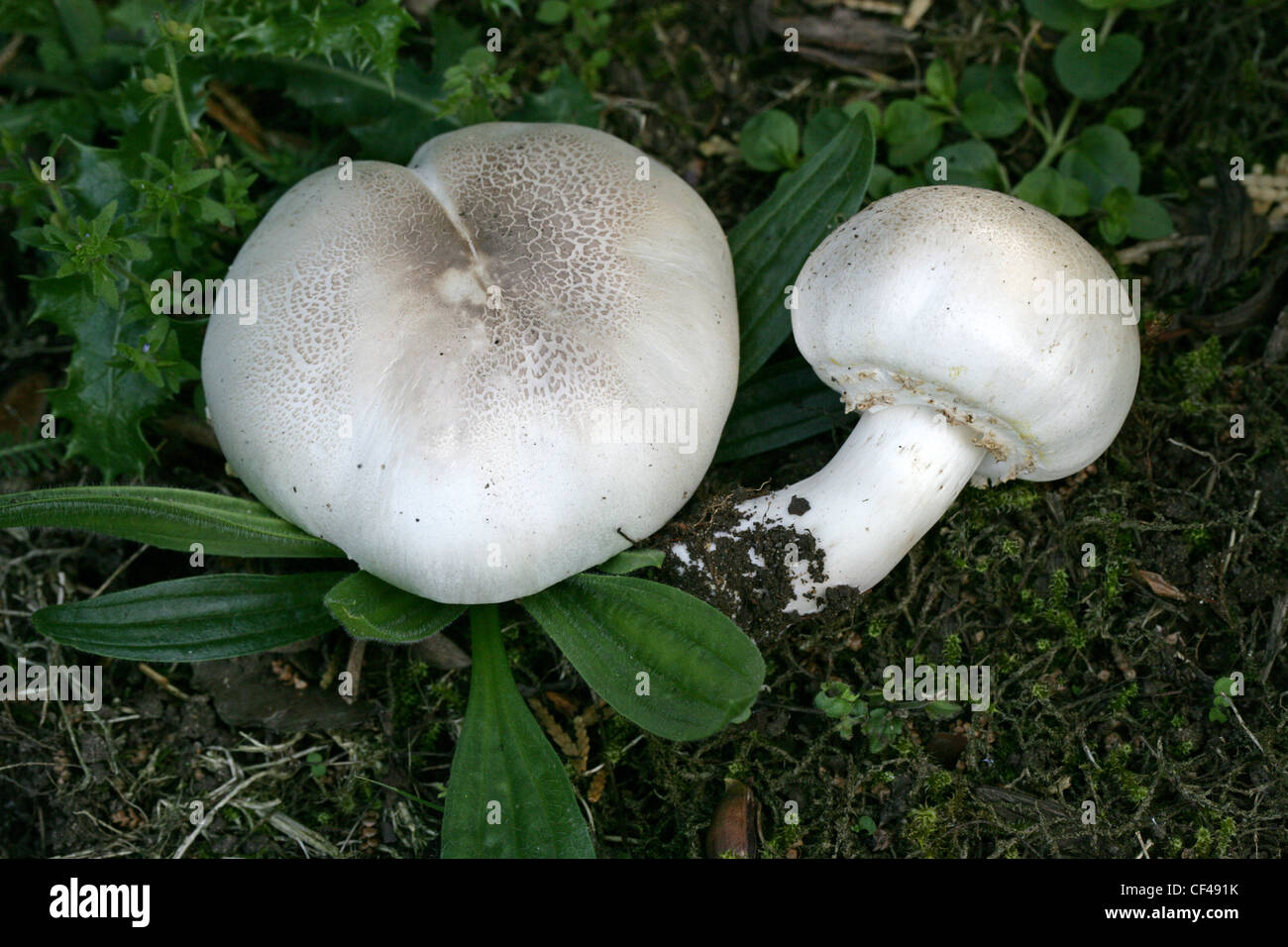 Agaricus Xanthodermus