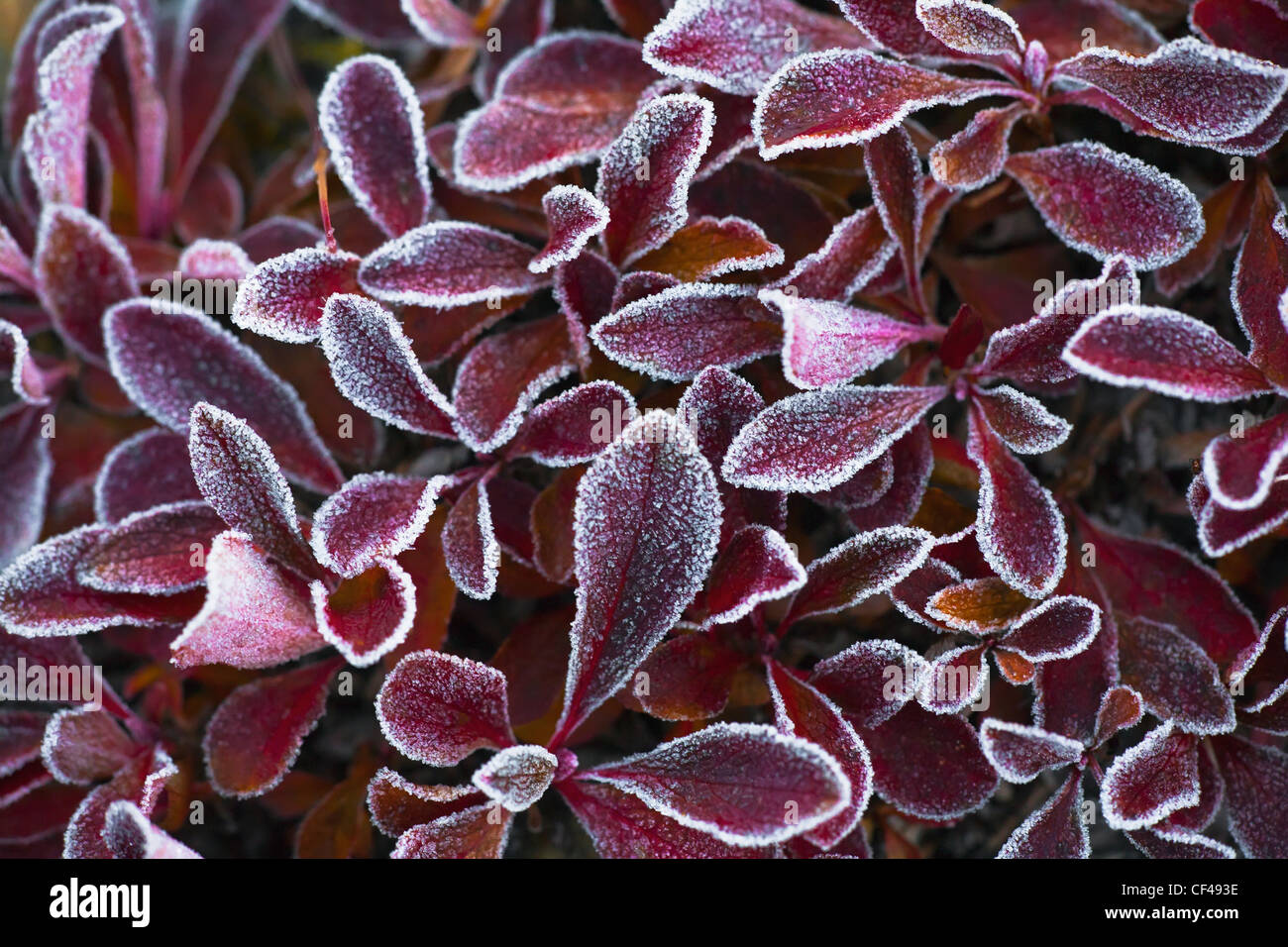 Frosted Red Leaves; Banff Alberta Canada Stock Photo - Alamy