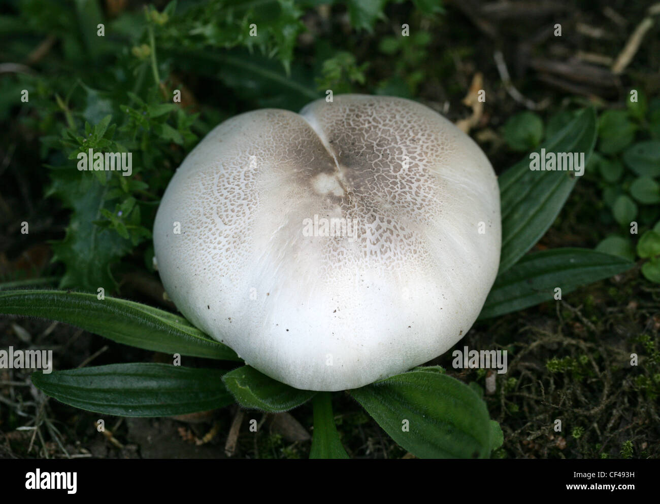 Yellow Stainer Mushroom, Agaricus xanthodermus, Agaricaceae Stock Photo ...