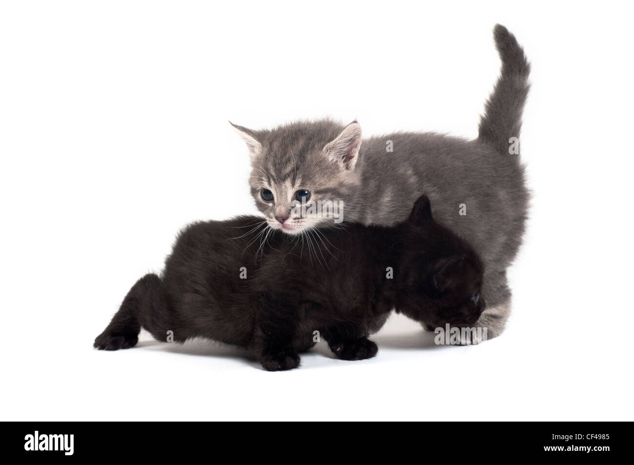 Two black cats kittens Cut Out Stock Images & Pictures - Alamy