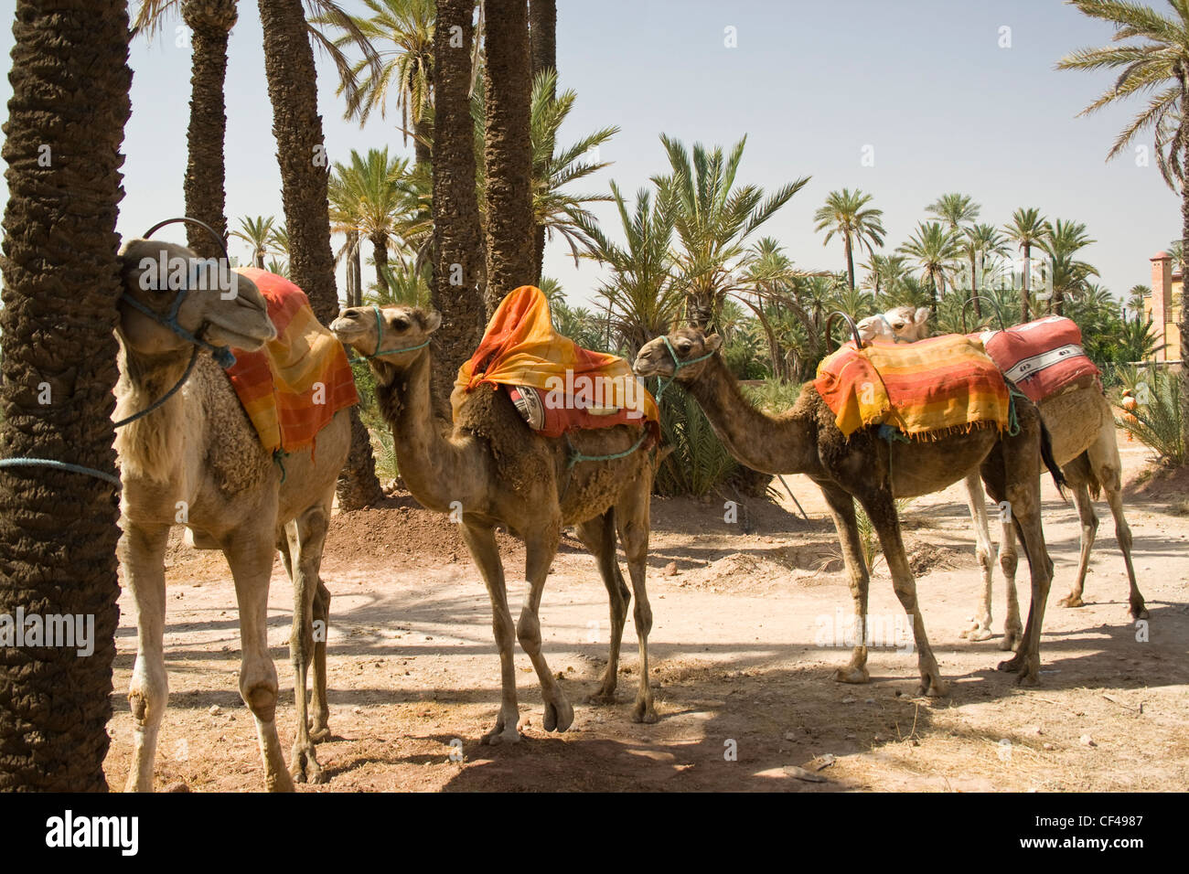 Camels marrakesh morocco africa hi-res stock photography and images - Alamy