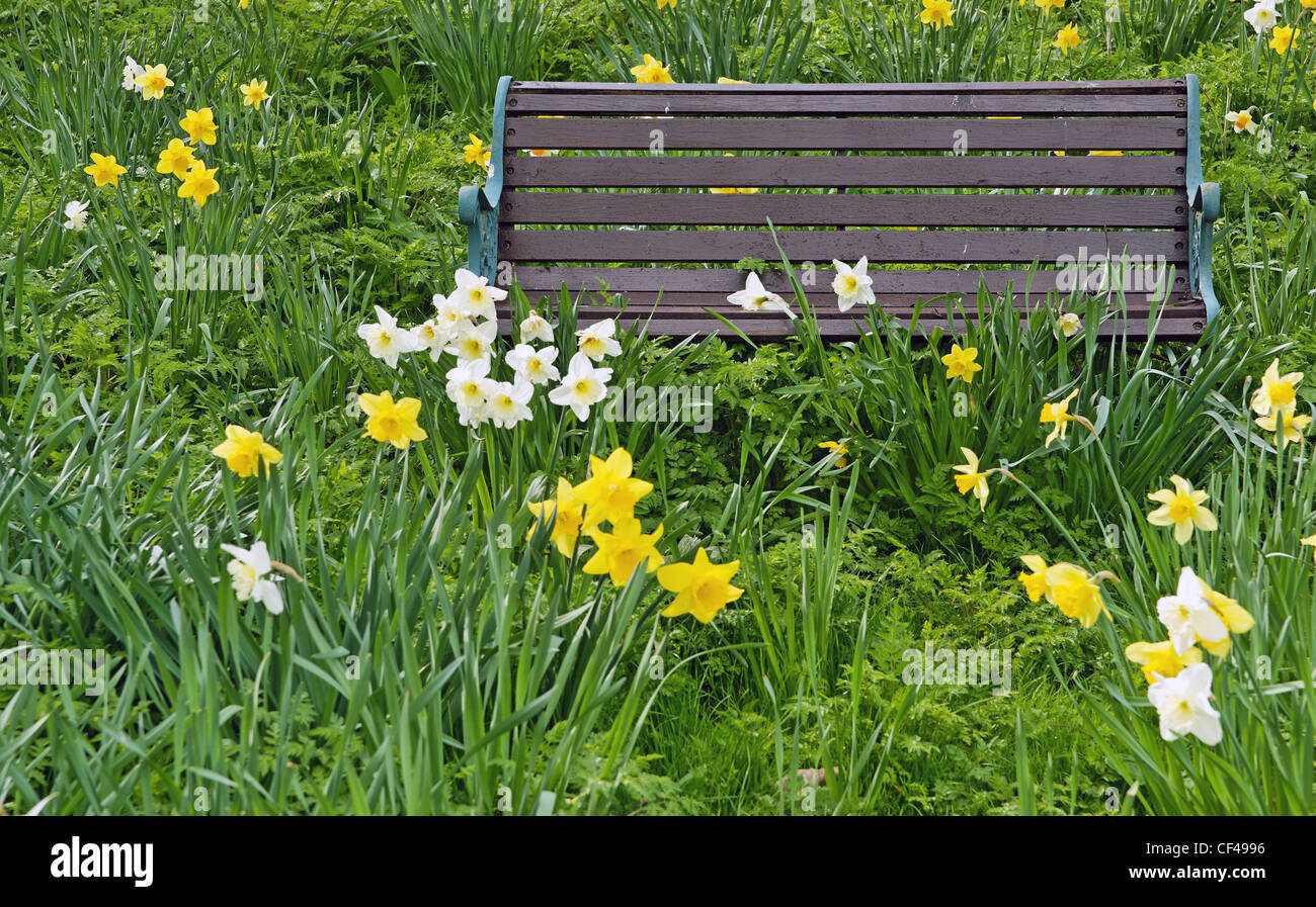 Village Bench surrounded by daffodils in Spring Stock Photo - Alamy
