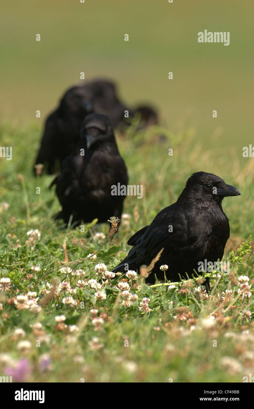 Group of crows hi-res stock photography and images - Alamy