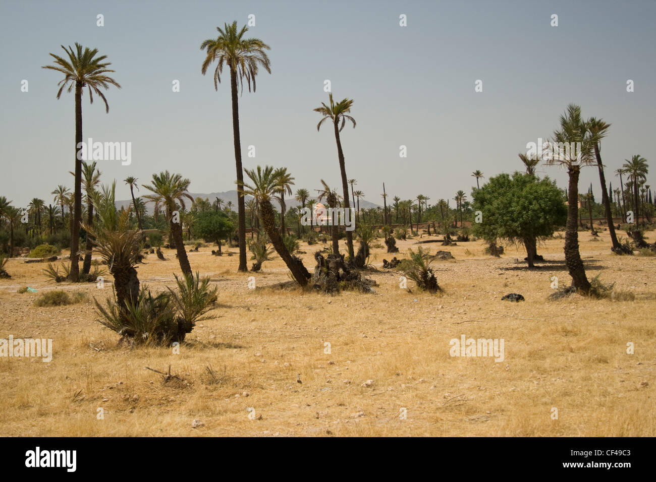 Palm trees in the Palmeraie at Marrakech Morocco Stock Photo - Alamy