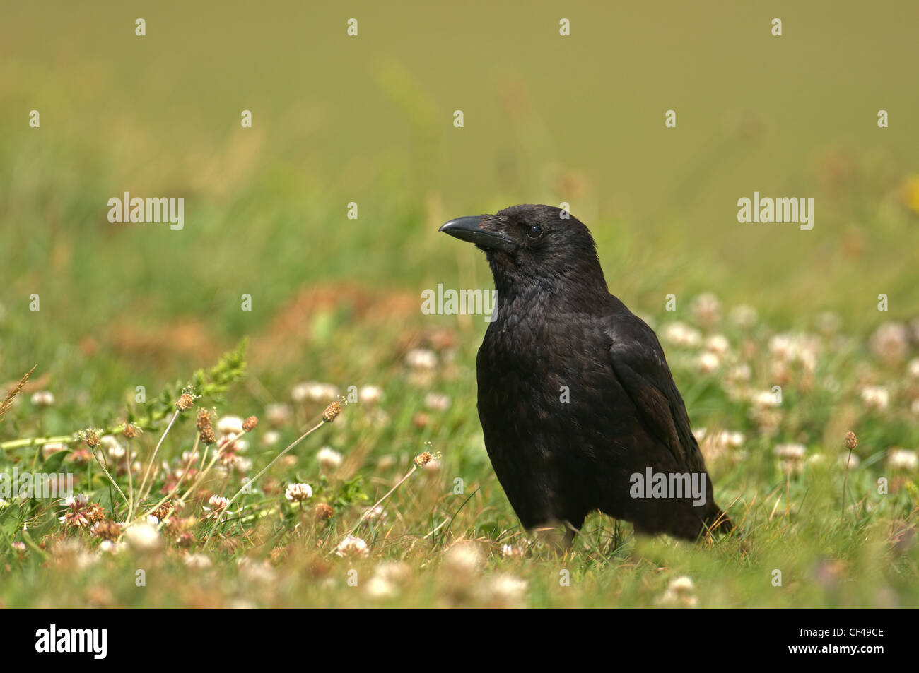 Crow flowers hi-res stock photography and images - Alamy