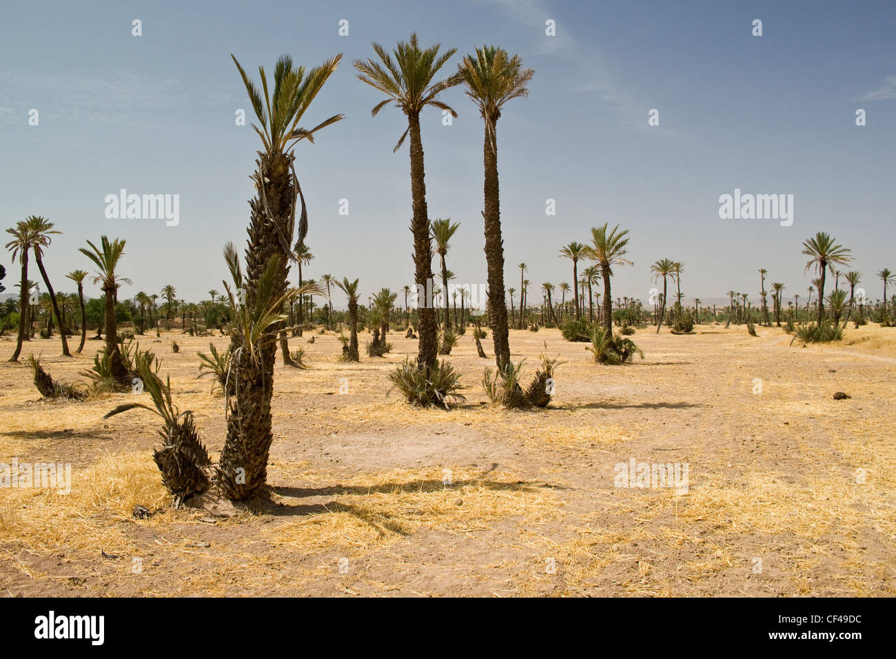 Palm trees in the Palmeraie at Marrakech Morocco Stock Photo - Alamy
