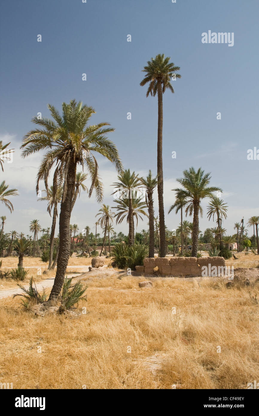 Palm trees in the Palmeraie Marrakech Morocco Stock Photo - Alamy