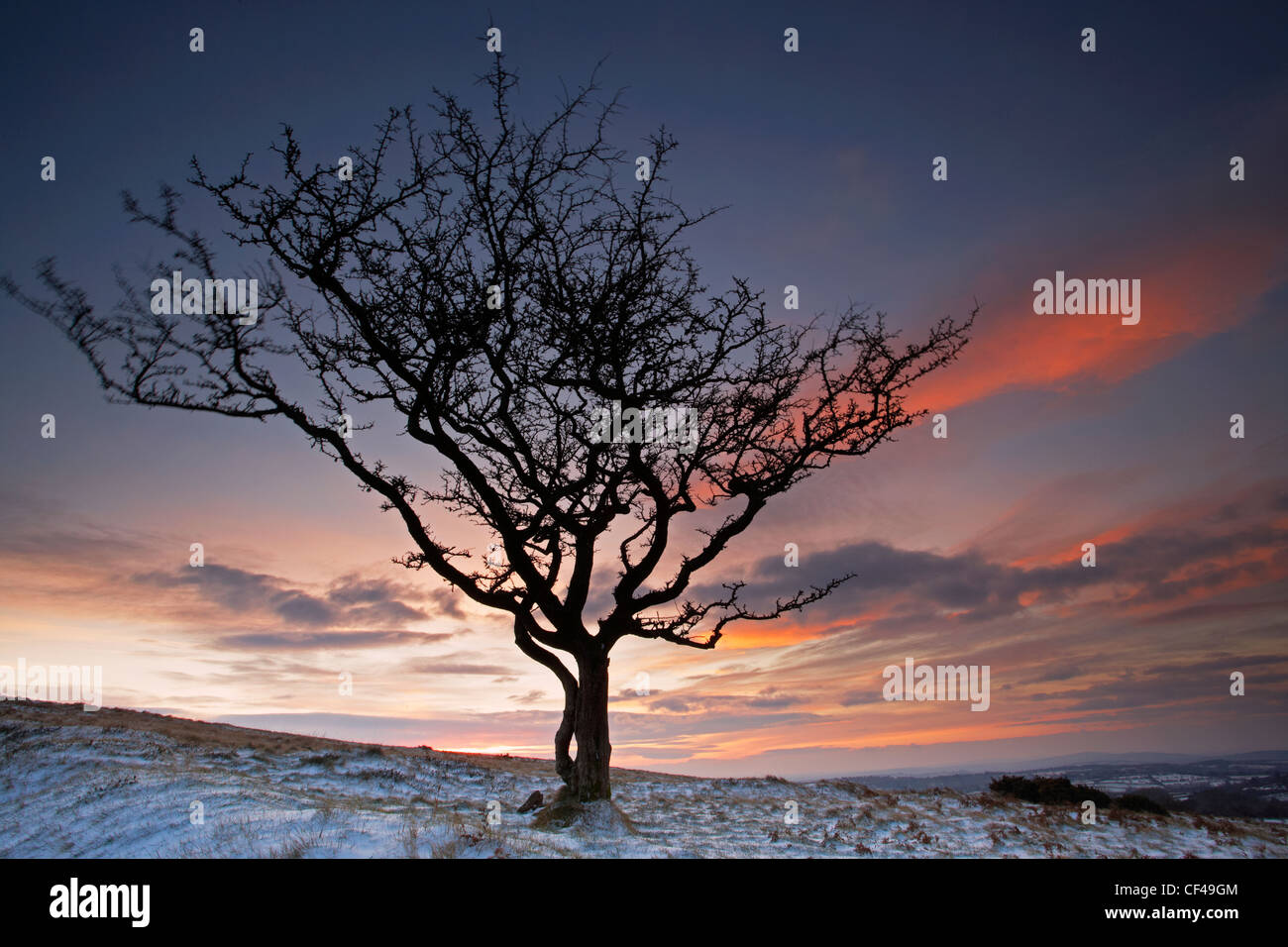 Dartmoor Lone Tree High Resolution Stock Photography and Images - Alamy