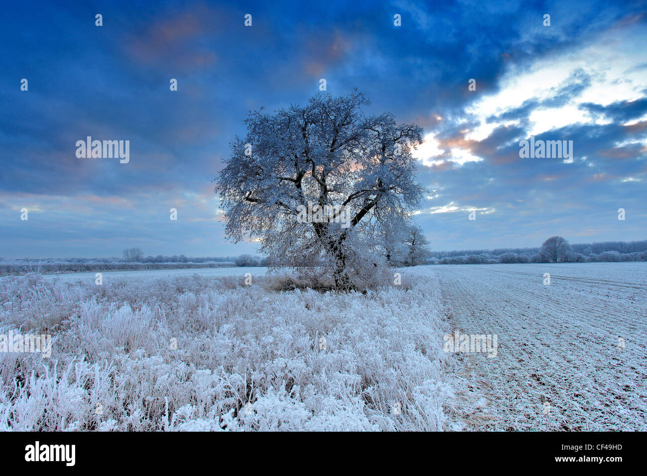 Hoare frost winter sunset scene Fenland fields, March town, Fenland ...