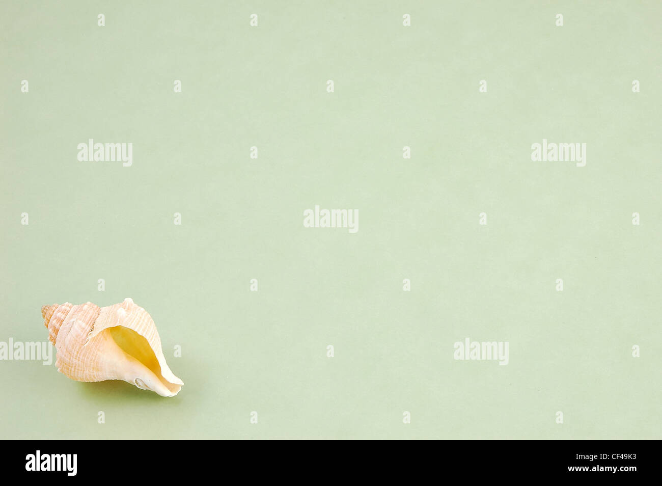 A single conch shell on a pale green background with copyspace Stock ...