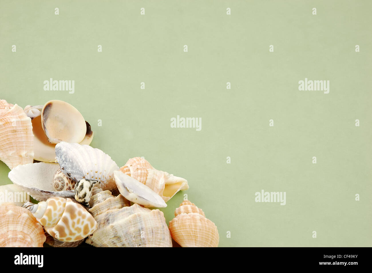 Seashells on a pale green background with copyspace Stock Photo - Alamy