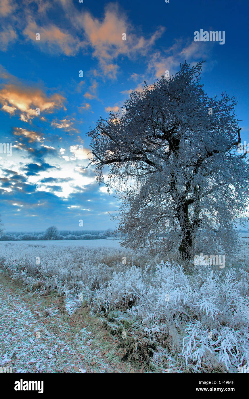 Hoare frost winter sunset scene Fenland fields, March town, Fenland ...