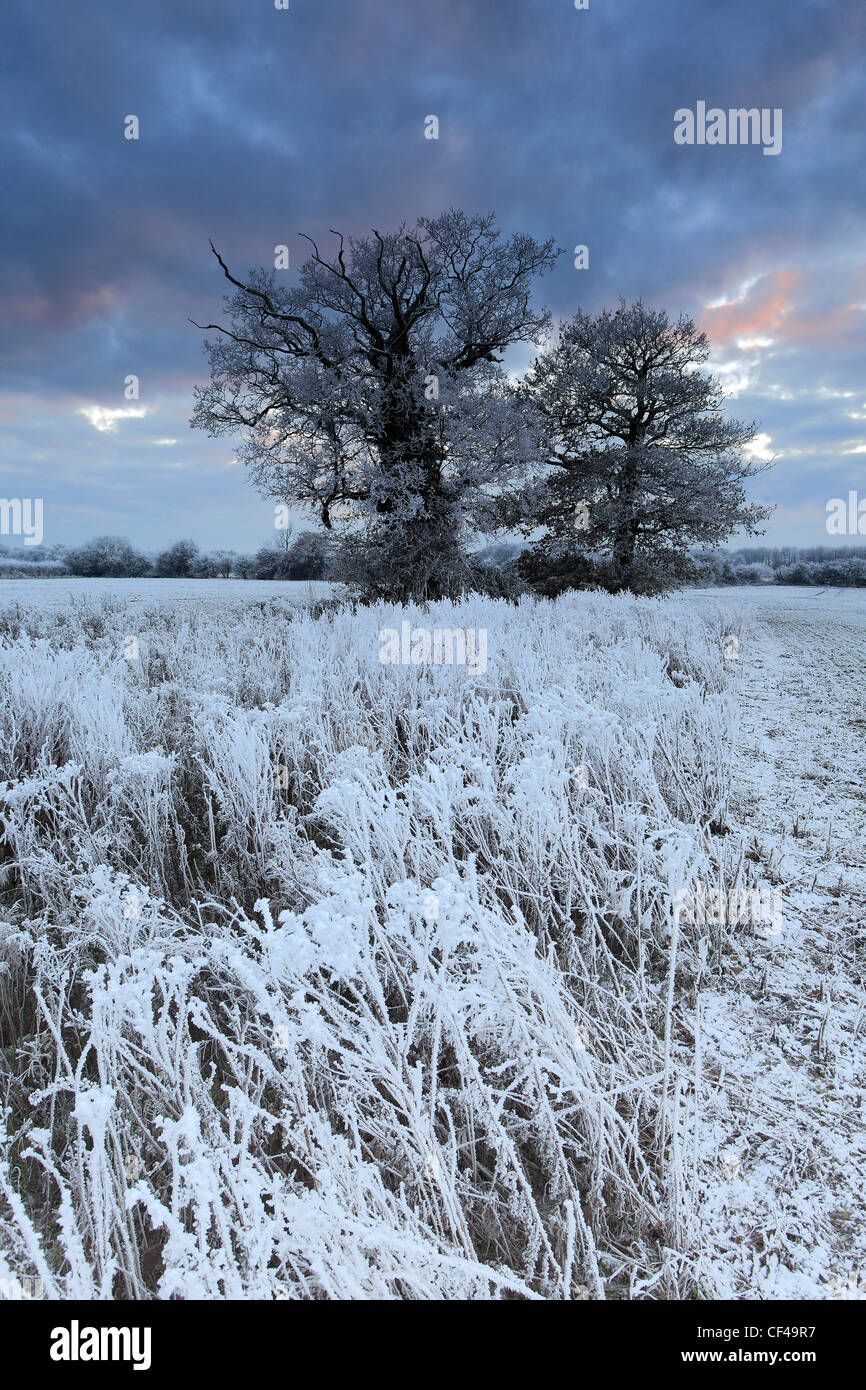 Hoare frost winter sunset scene Fenland fields, March town, Fenland ...