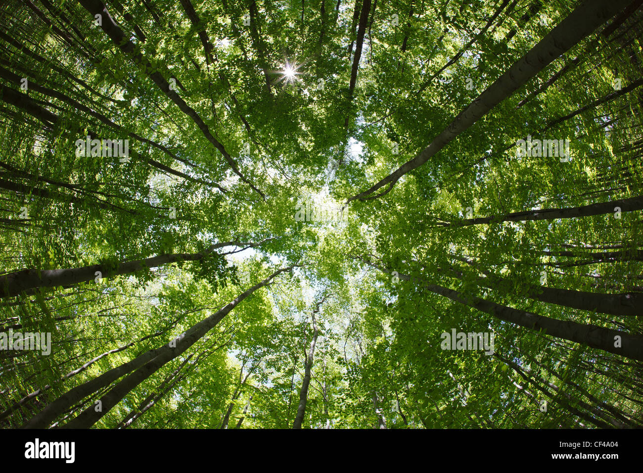 Freshgold hi-res stock photography and images - Alamy