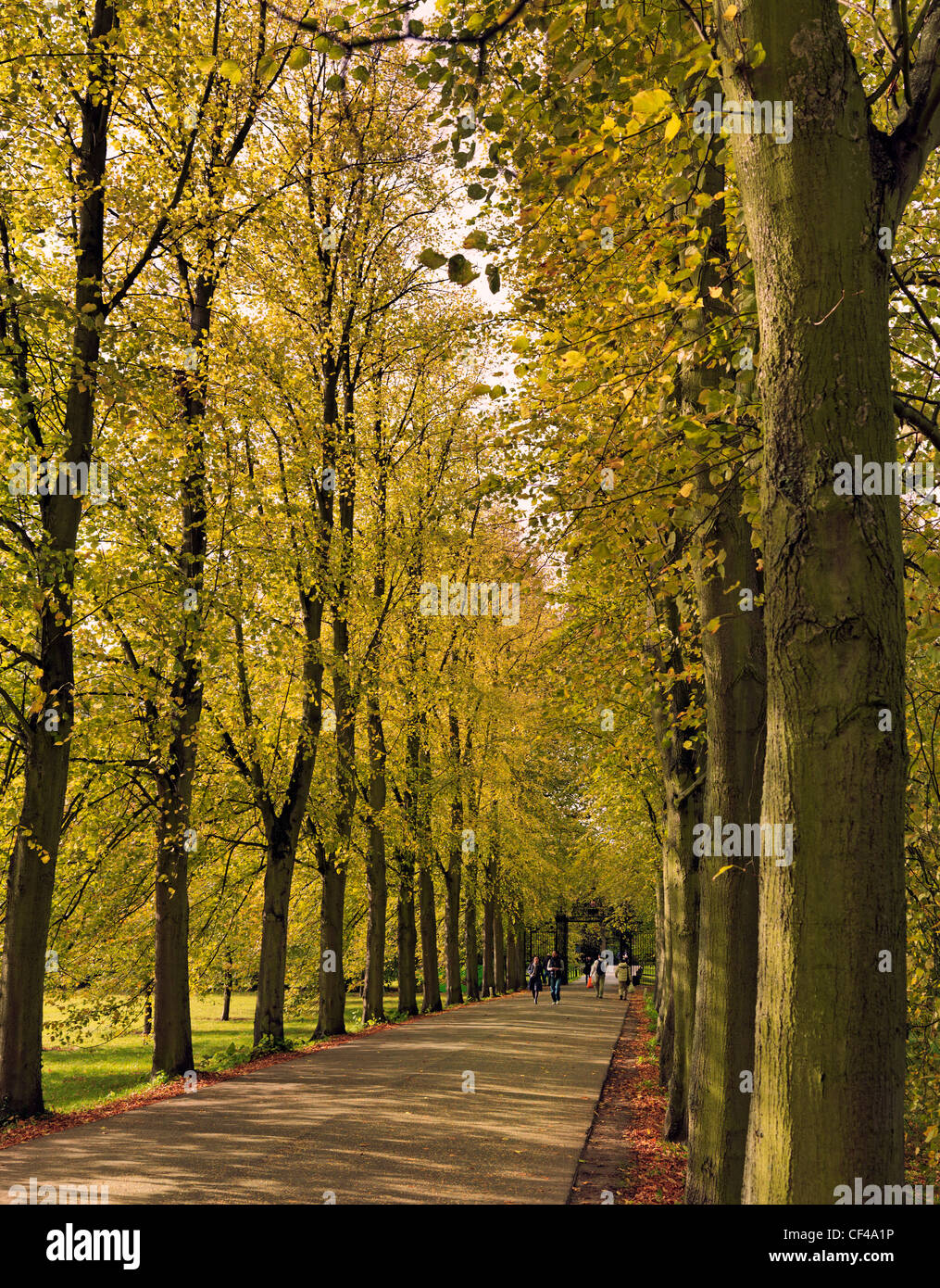 A tree lined path to Trinity College Cambridge in the autumn Stock ...