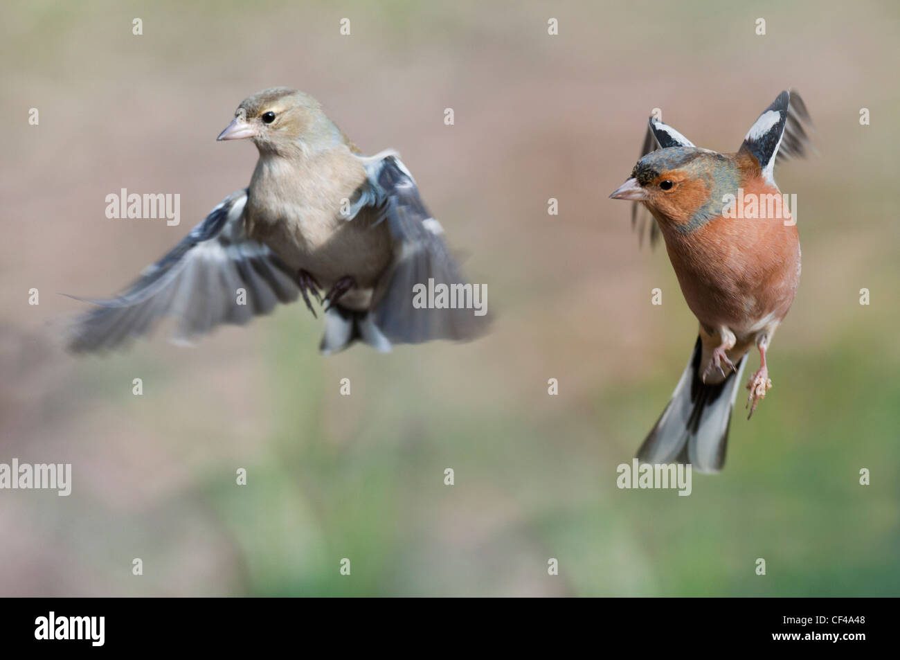 Chaffinch flying hi-res stock photography and images - Alamy