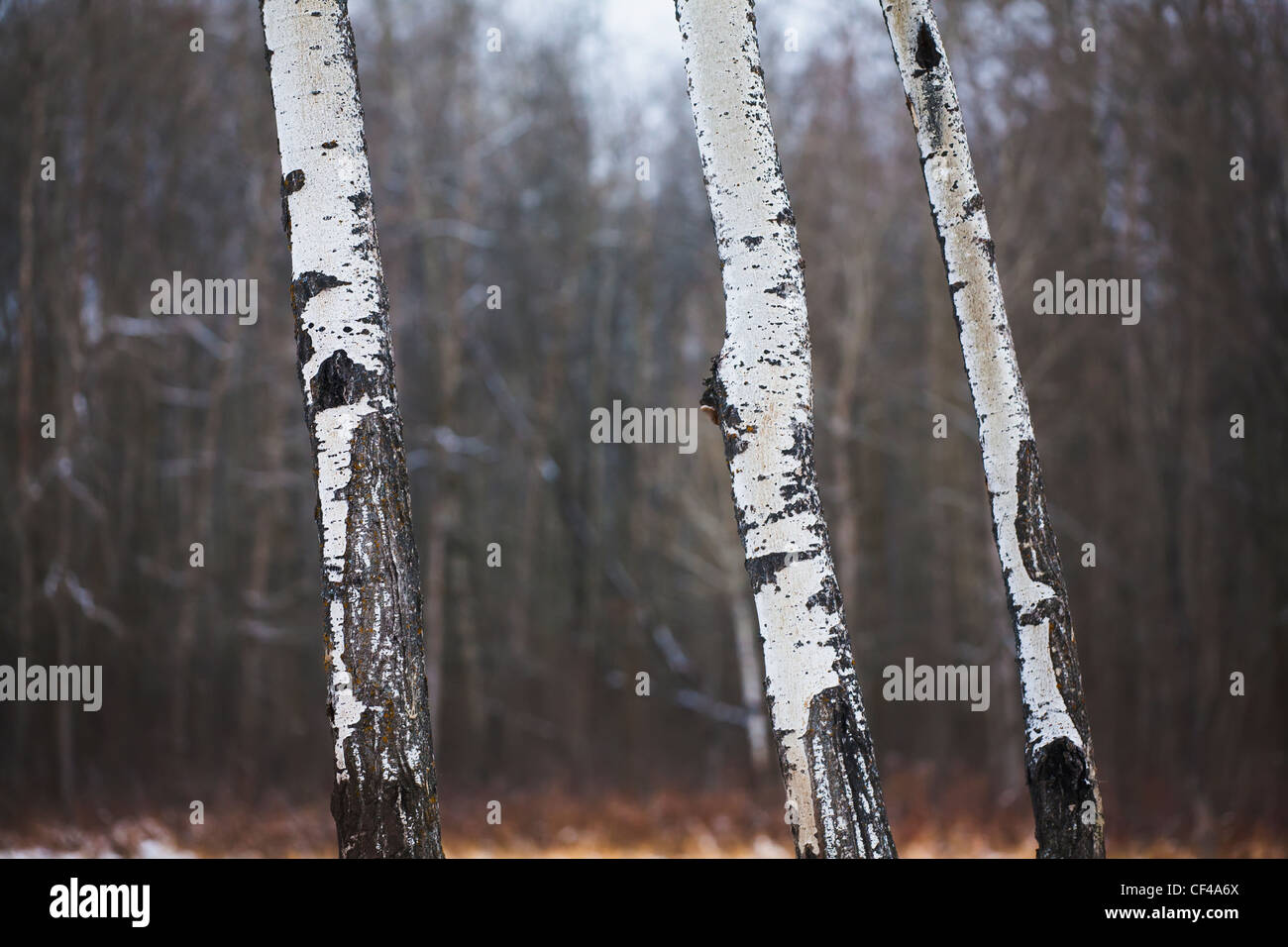 White Poplar Trunks In The Snow; Edmonton Alberta Canada Stock Photo ...