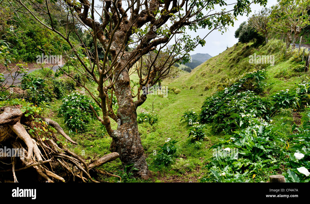 St helena high knoll fort hi-res stock photography and images - Alamy