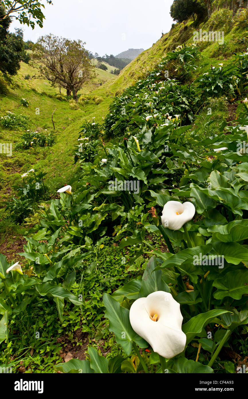 Victoriana lily isolated hi-res stock photography and images - Alamy