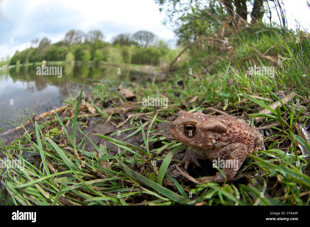 Common toad near breeding pond Stock Photo - Alamy