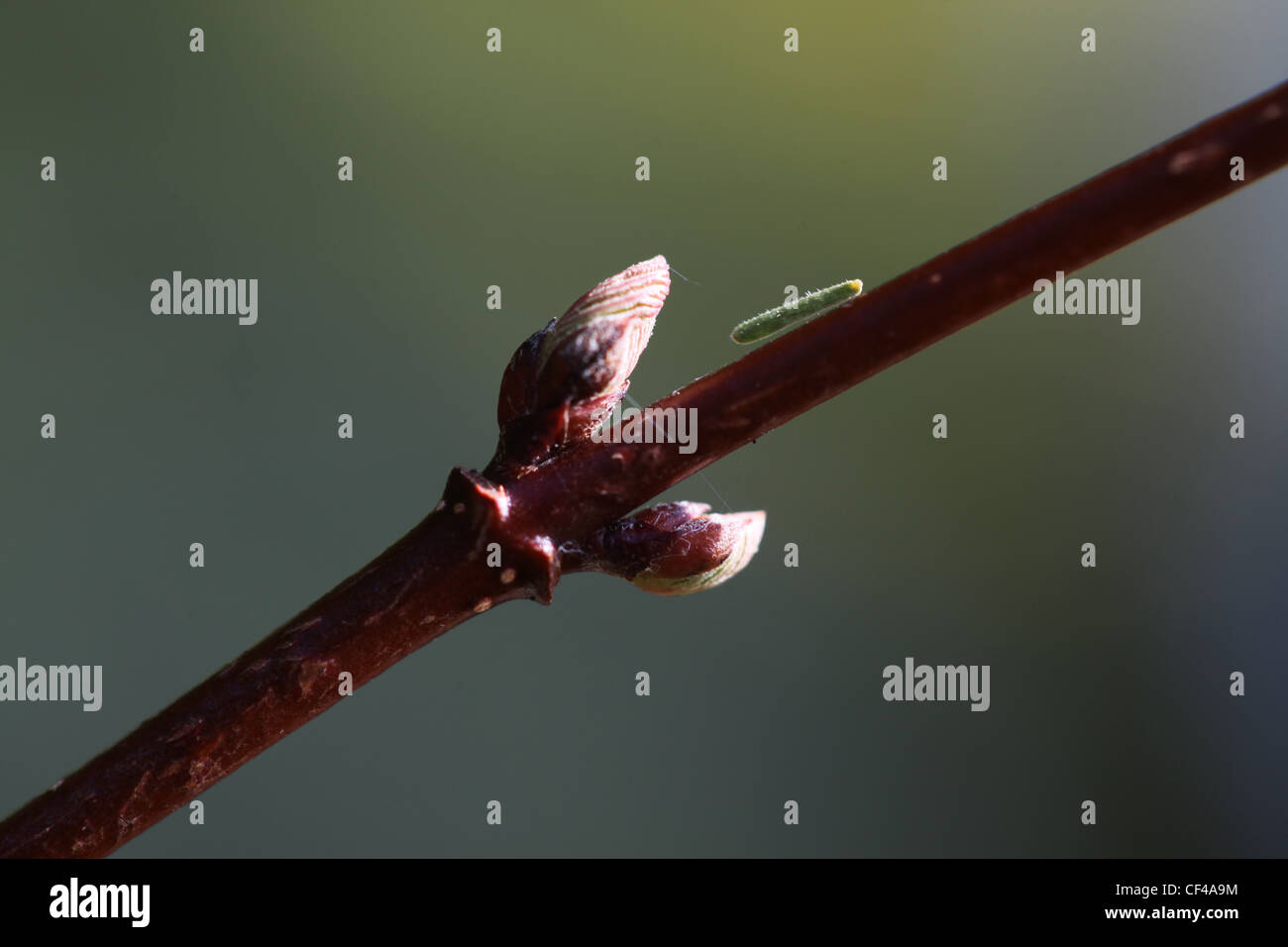 first buds of spring Stock Photo - Alamy
