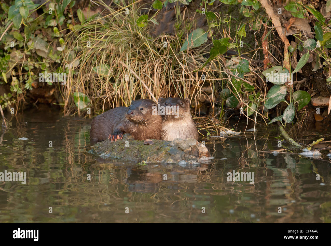 Common otter hi-res stock photography and images - Alamy