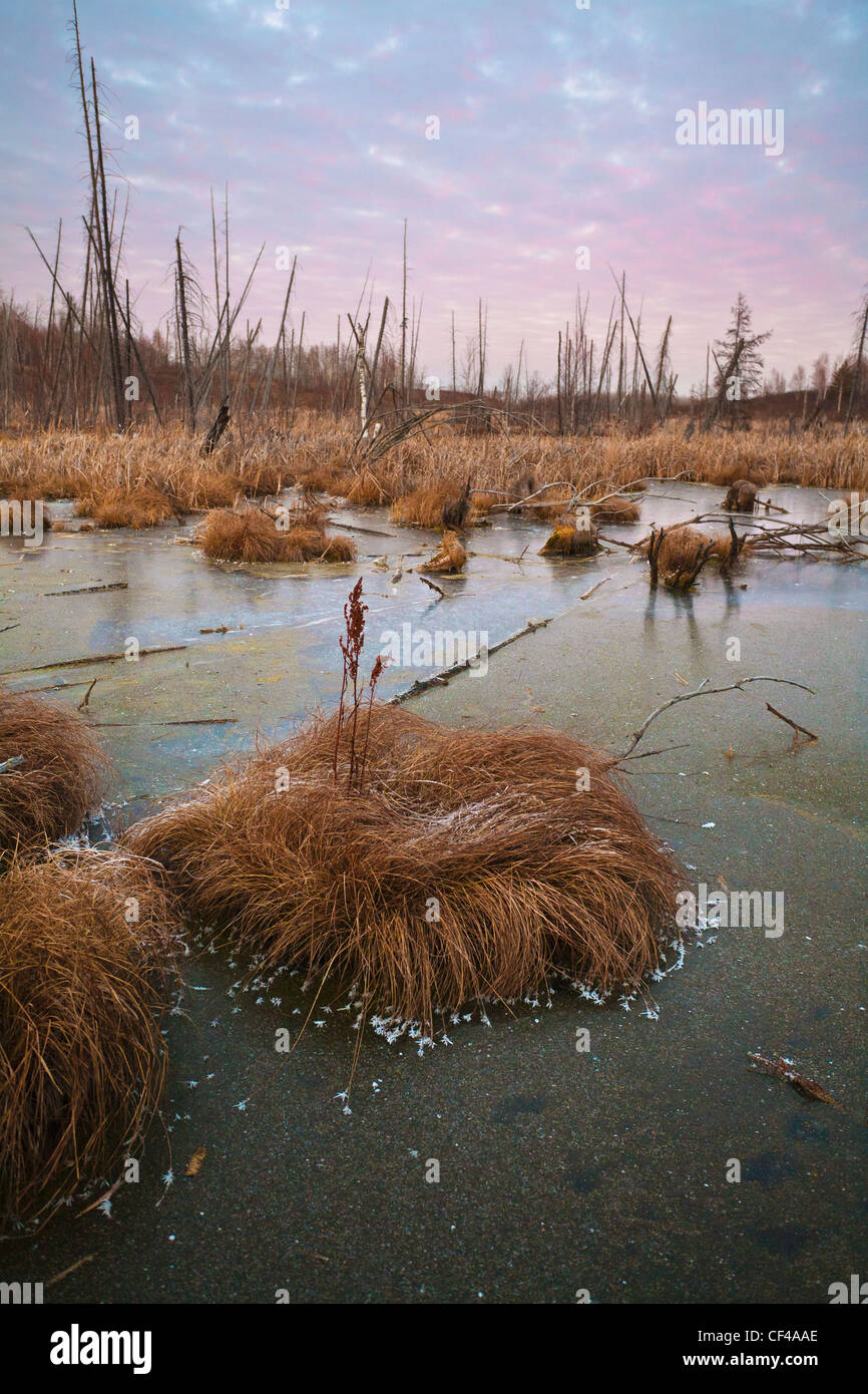 Frosty Grass In A Frozen Swamp At Sunset; Edmonton Alberta Canada Stock ...